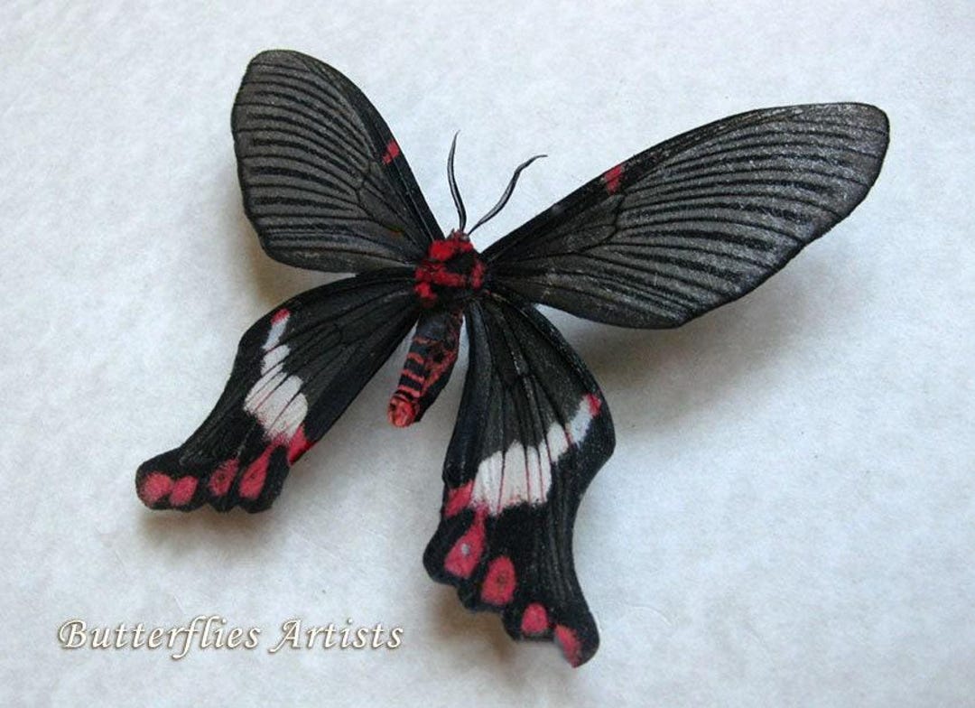 Epicopeia Polydora RARE Mimic Butterflies Moth Entomology Collectible ...