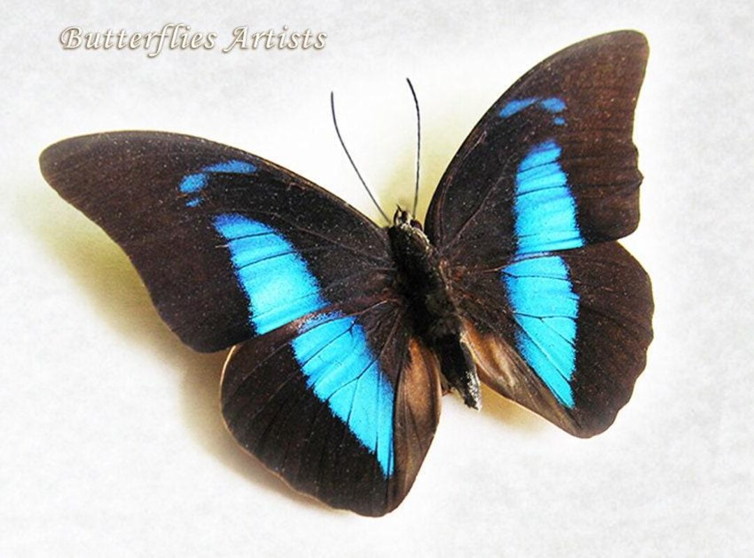 Reflector Spotted Prepona Archaeoprepona Demophon Butterfly Entomology ...