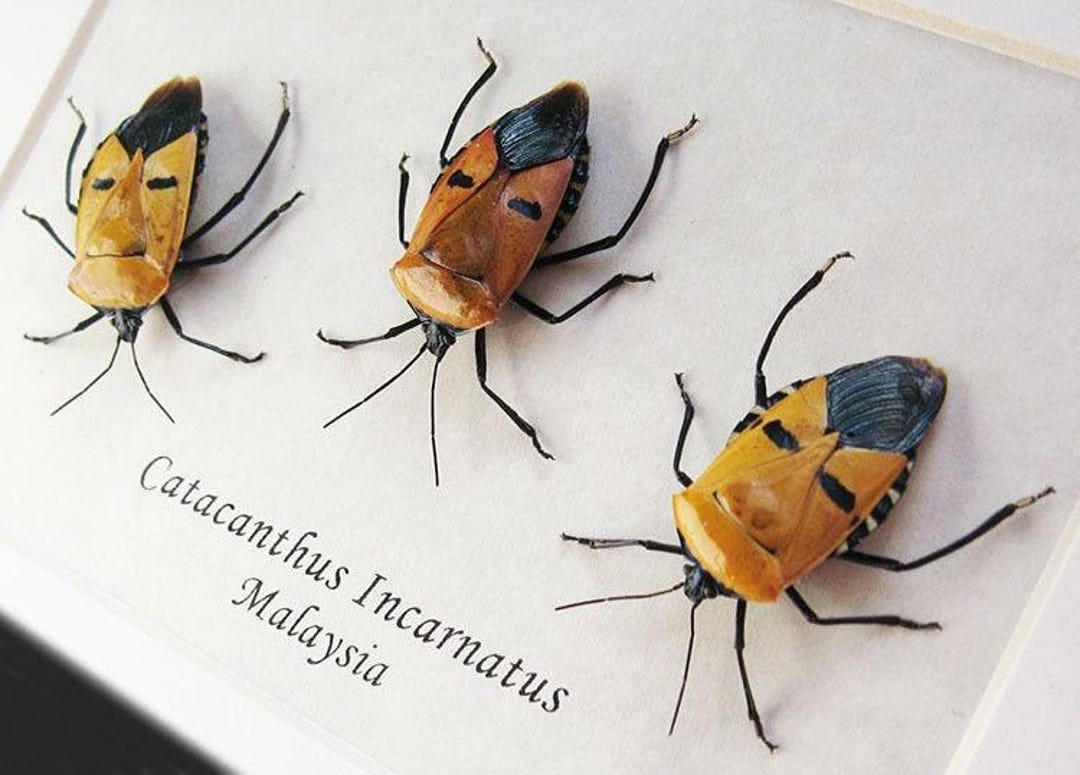 Real Bugs Trio Man Face Catacanthus Incarnatus Entomology Collectible ...
