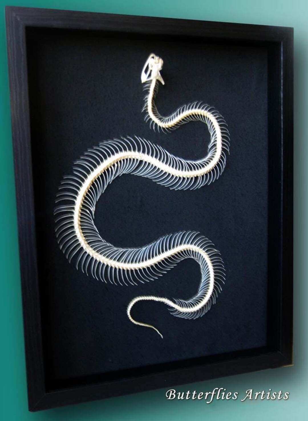 Bungarus Candidus Malayan Krait Real Snake Skeleton Framed Collectible ...