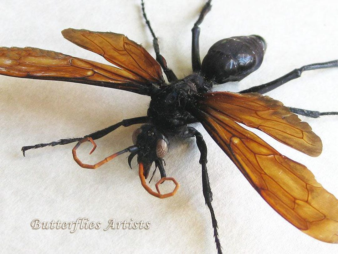 Real Giant Tarantula Hawk Spider Wasp Pepsis Heros Framed Entomology ...