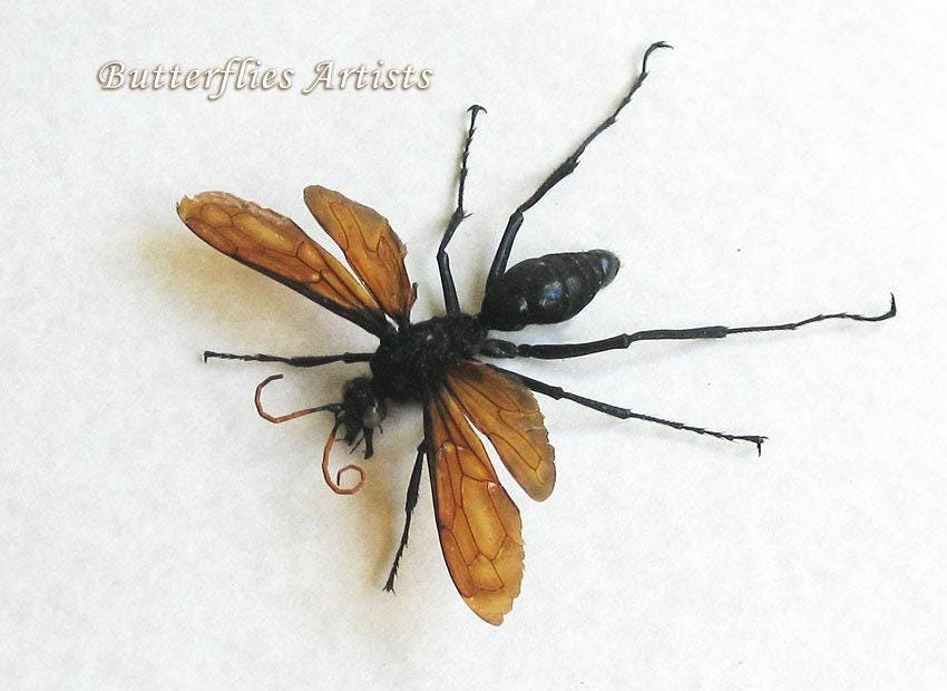 Real Giant Tarantula Hawk Spider Wasp Pepsis Heros Framed Entomology ...