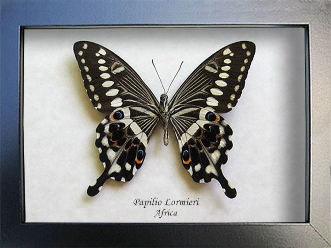 Real Emperor Swallowtail Butterfly Papilio Lormieri Framed Entomology ...