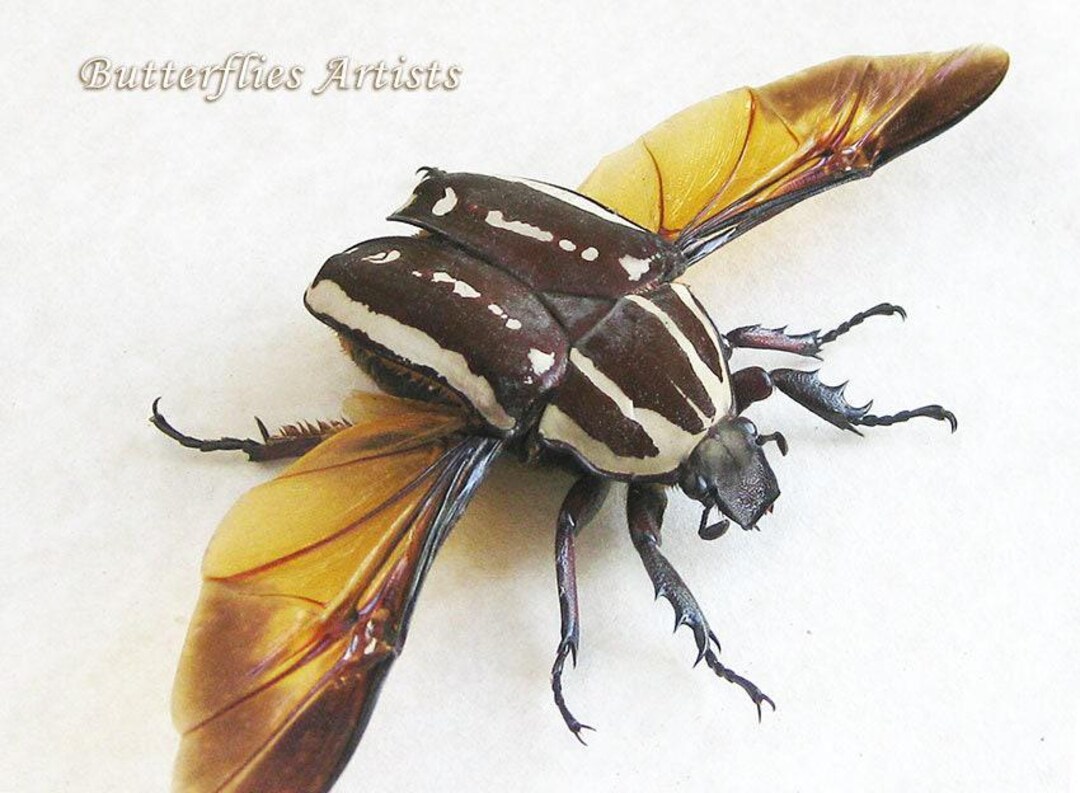 Large Scarab Beetle Mecynorhina Ugandensis Framed Entomology Double ...