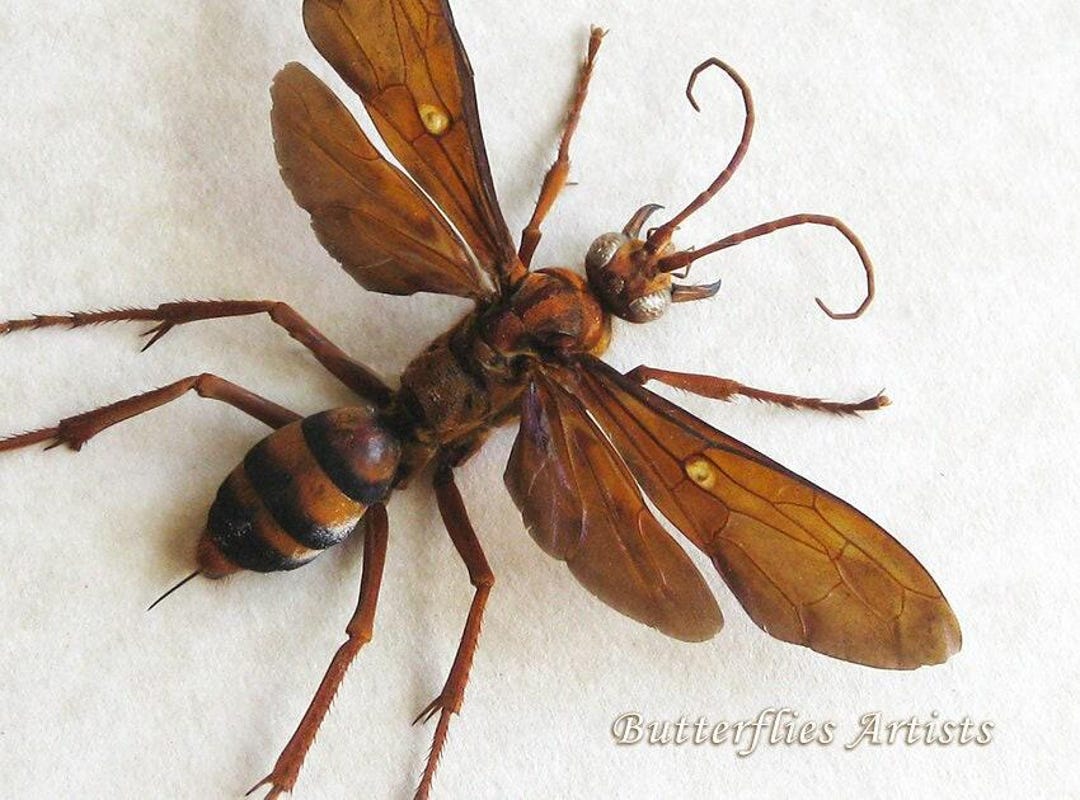 Large Spider Wasp Tarantula Hawk Hemipepsis Glabrata Framed Entomology ...
