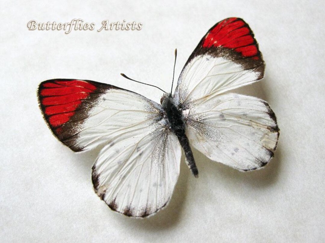 Crimson Tip Colotis Danae Real Butterfly Framed Entomology Collectible ...