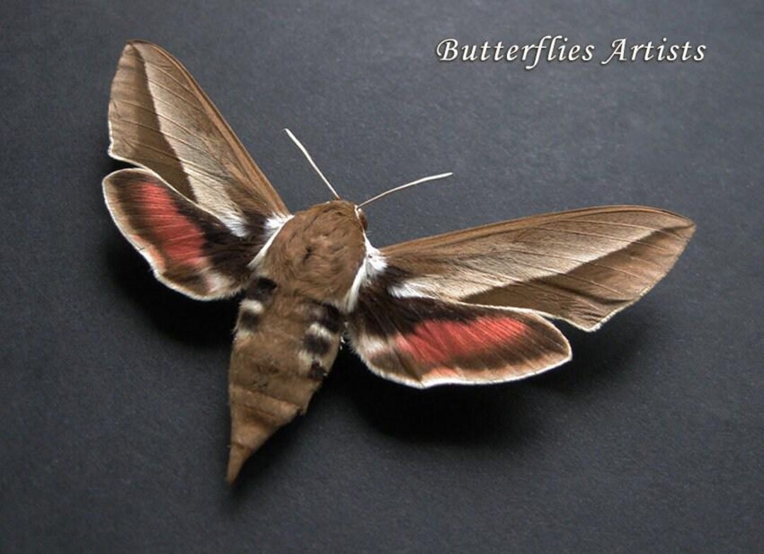 Seathorn Hawk-moth Hyles Hippophaes Female Framed Entomology ...