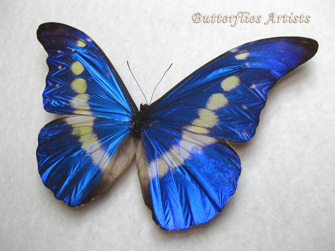 Morpho Rhetenor Helena RARE Butterfly Framed Entomology Collectible ...