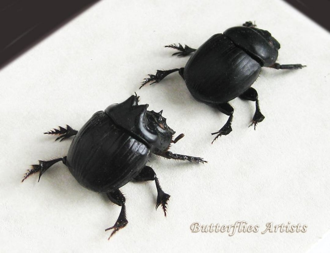 Real Scarab Beetles Dichotomius Satanas Pair Framed Entomology ...