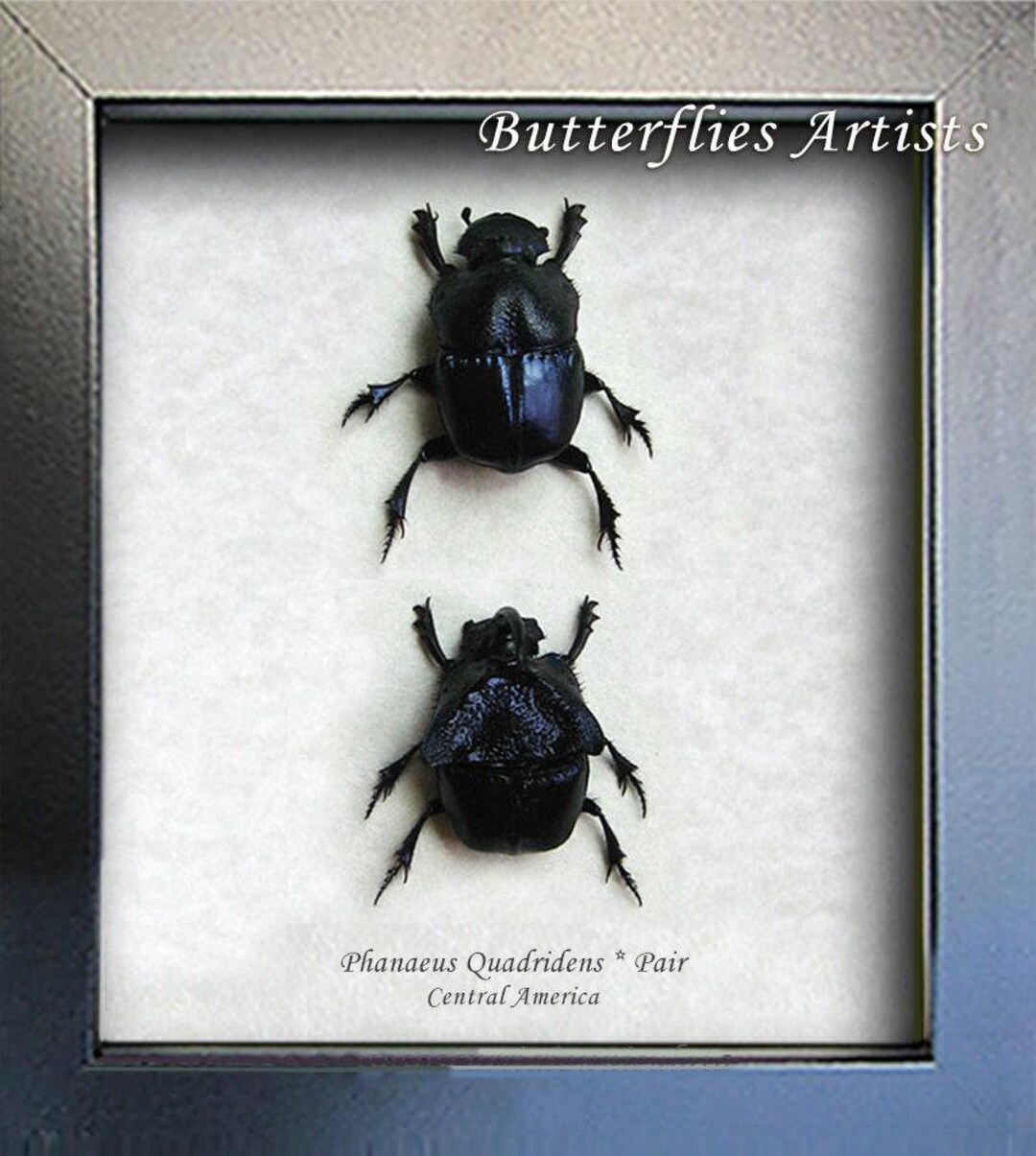 Metallic Purple Scarabs Beetles Phanaeus Quadridens Pair Entomology ...