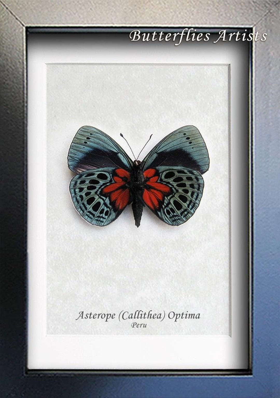 Blood Drop Asterope (callithea) Optima Real Butterfly Framed Entomology ...