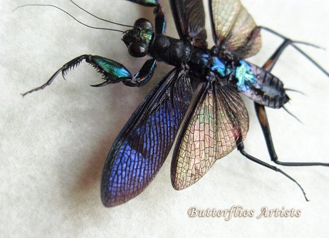 Praying Mantis Metallic Metallyticus Splendidus Rare Framed Entomology ...