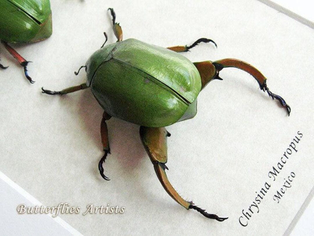 Frog Legs Scarabs Chrysina Macropus PAIR Beetles Framed Entomology ...