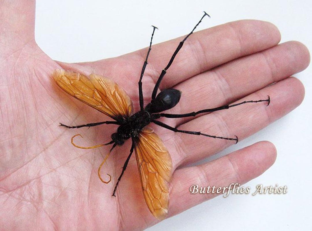 Giant Tarantula Hawk Stinger Pepsis Species XXL Real Wasp Entomology ...