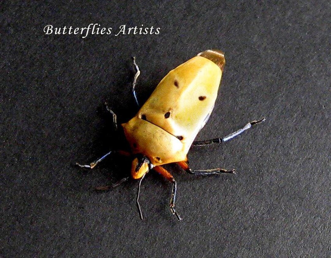 Smile Ghost Face Bug Eucorysses Species Real Beetle Framed Entomology ...