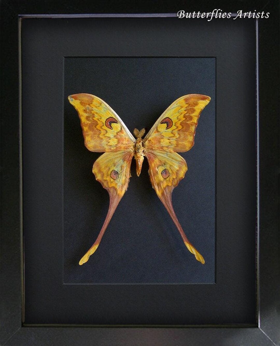 Rare Indonesian Moon Moth Actias Groenendaeli Acutapex Framed ...