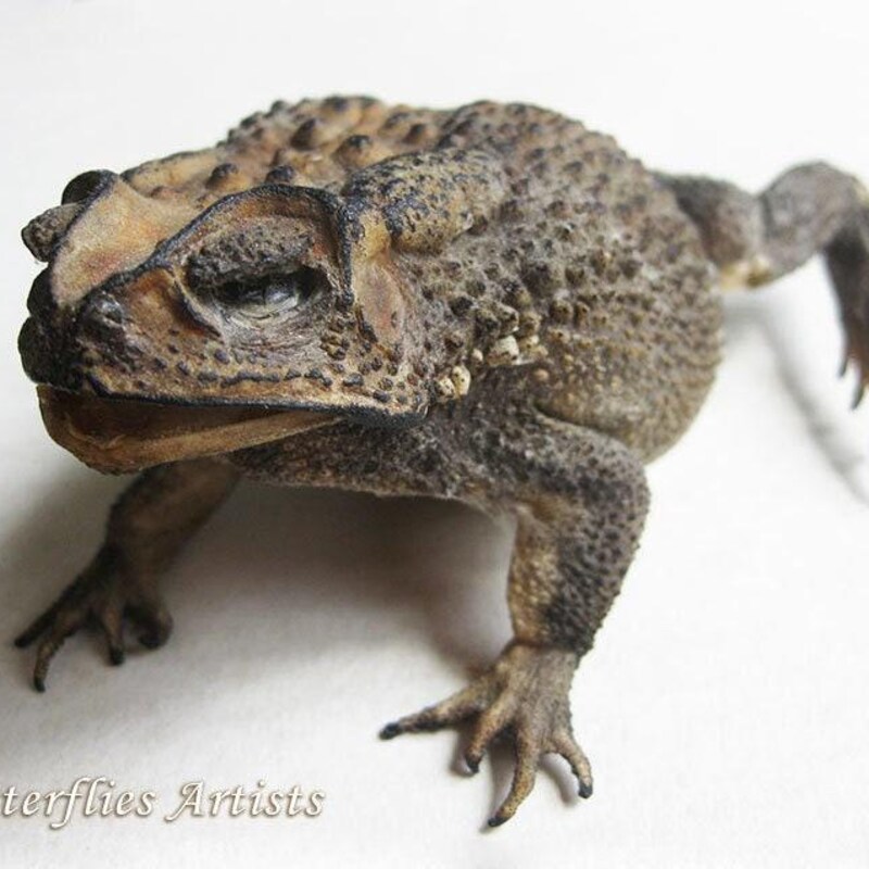 Real Frog - Etsy