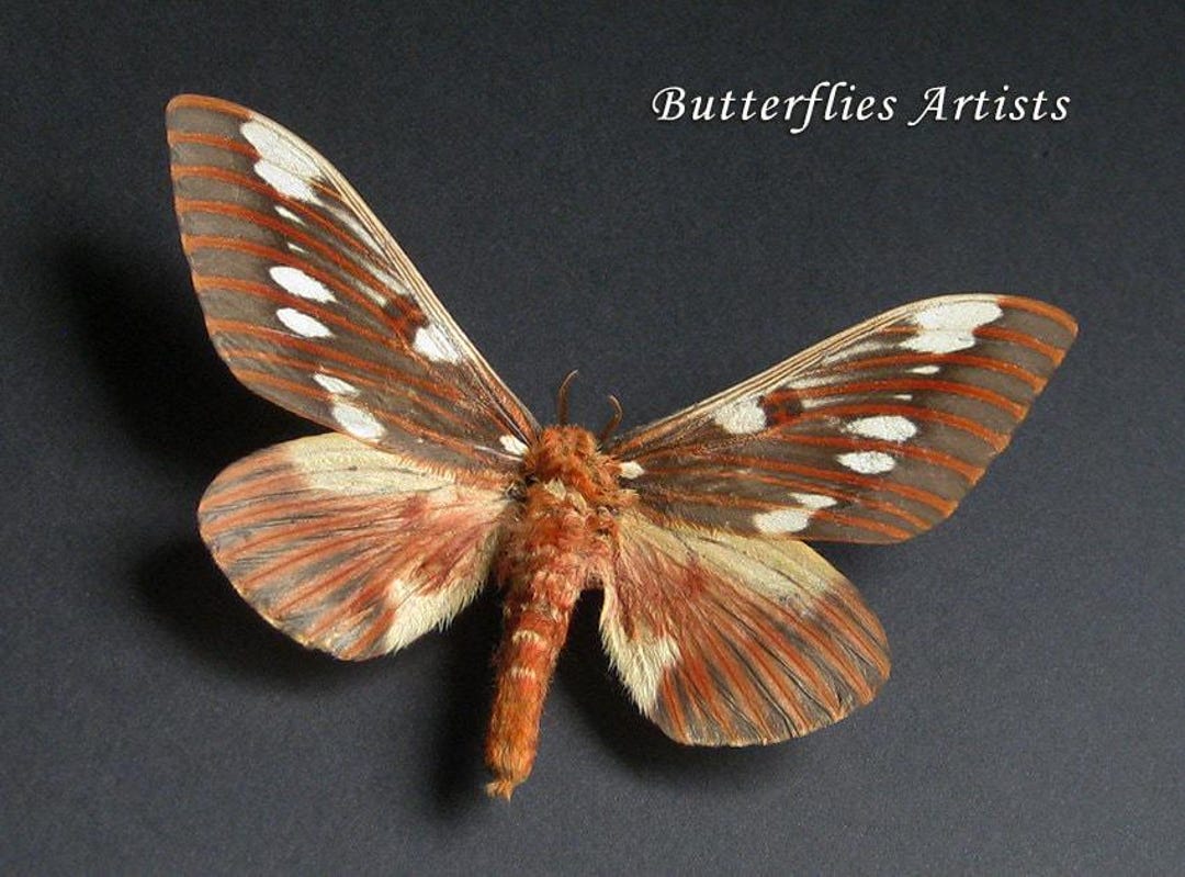 Aztecan Horned Devil Moth Citheronia Azteca XL Framed Entomology ...