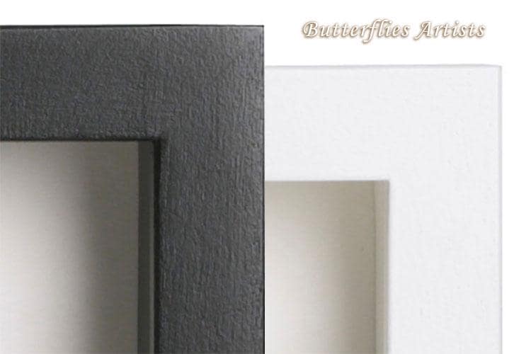 Giant Silk Robin Moth Hyalophora Cecropia Real Framed Entomology ...