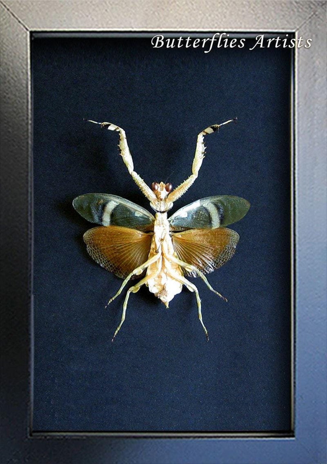 Rare Banded Flower Mantis Theopropus Elegans Female Framed Entomology ...