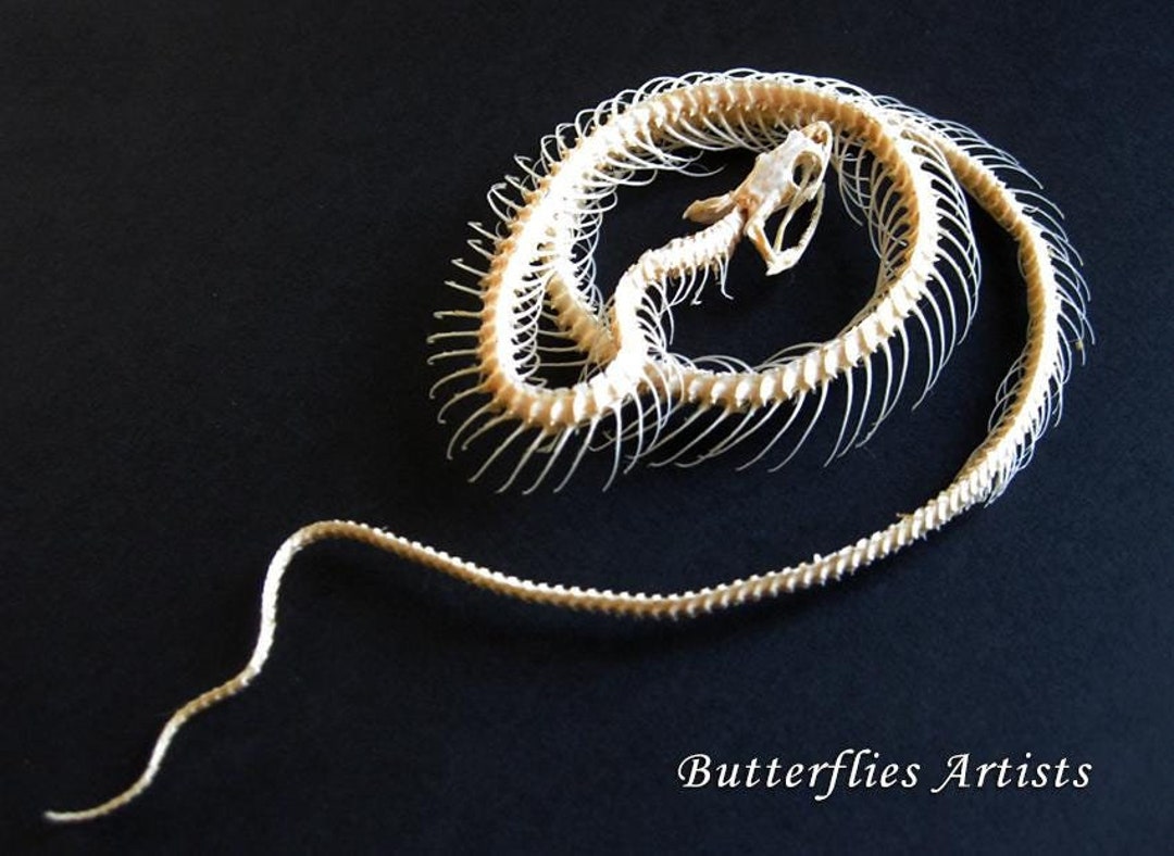 Real Snake Skeleton Enhydris Alternans Framed Taxidermy Entomology ...