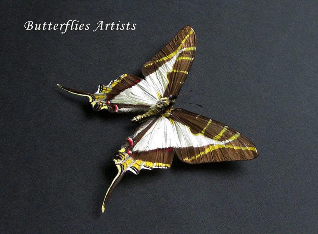Rare Yellow Kite Tail Swallowtail Eurytides Calliste Butterfly Framed ...