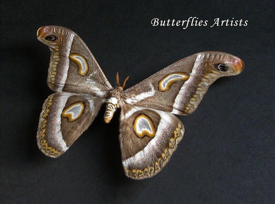 Rare Saturn Marvelous Silk Moth Epiphora Rectifascia Framed Entomology ...