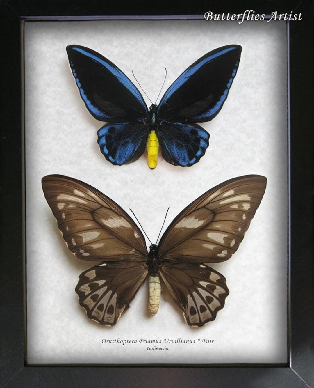 RARE Blue Birdwing Butterflies Ornithoptera Urvillianus XL PAIR ...