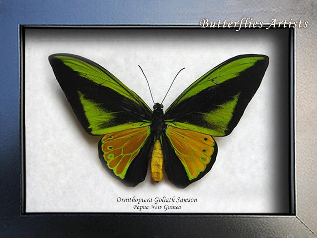 Ornithoptera Goliath Samson XL Birdwing Butterfly Framed Entomology ...
