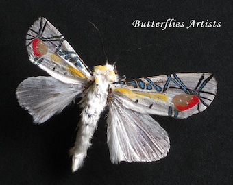 Rare Metallic Picasso Moth Framed Taxidermy Baorisa Hieroglyphica - Etsy