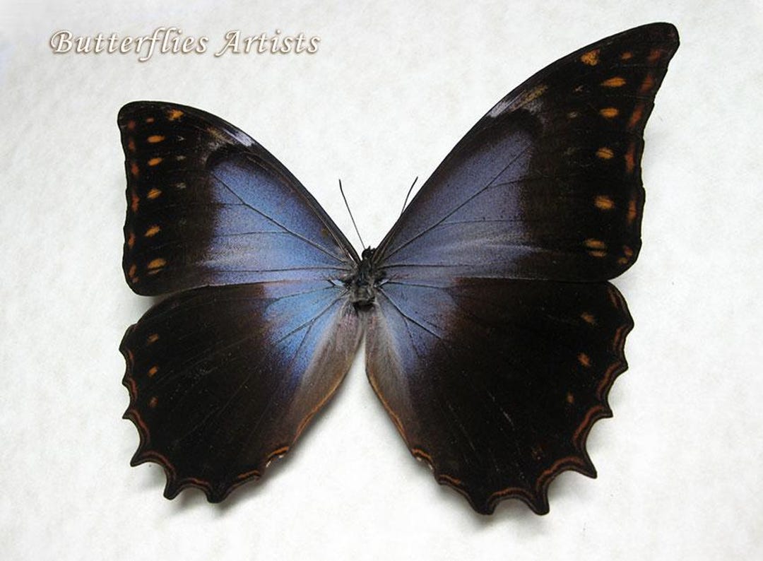 Rare Morpho Theseus Schweizeri Real Butterfly Framed Entomology ...