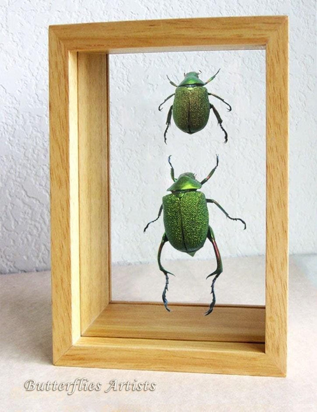 Metallic Rainbow Scarab Beetles Chrysophora Chrysochlora PAIR Double ...