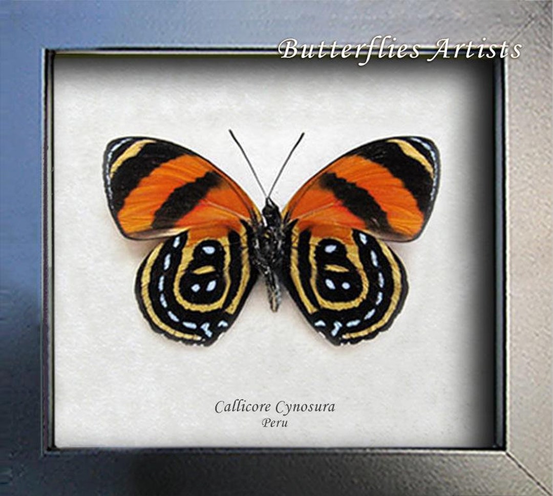 Eighty Eight Callicore Cynosura Real Butterfly Framed Entomology ...