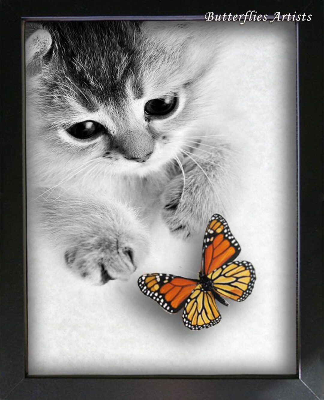 Real Monarch Butterfly & Curious Kitten Framed Shadowbox Nature Wall ...