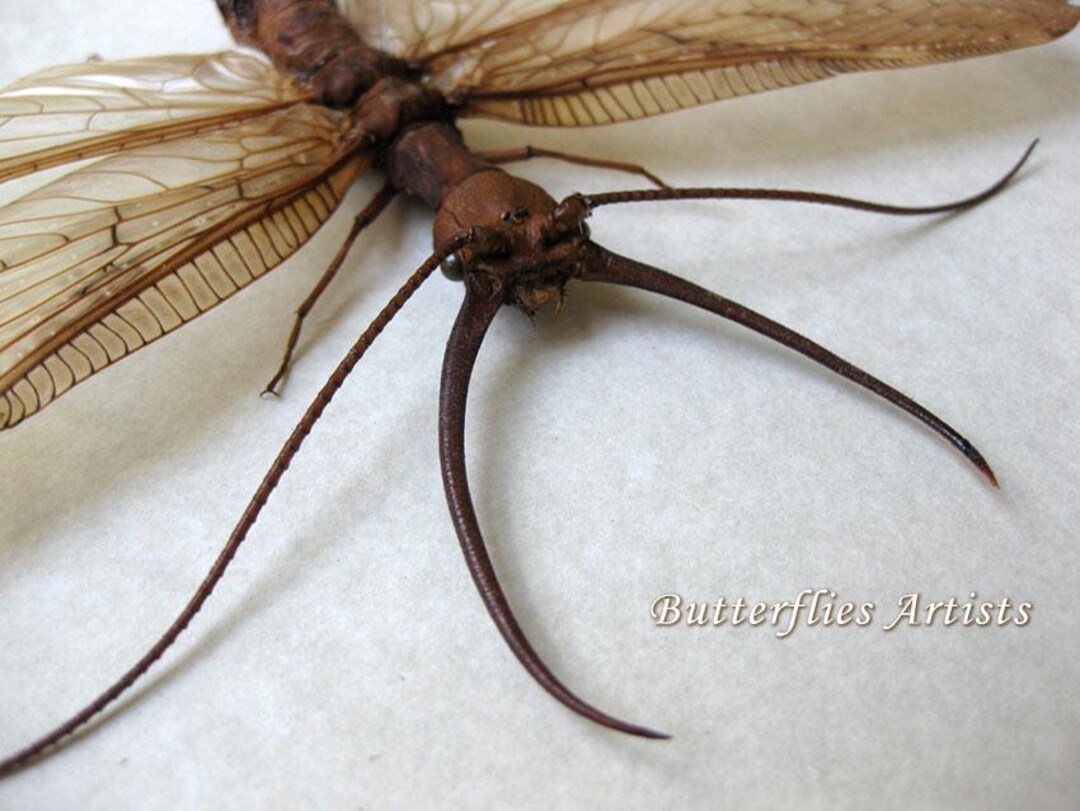 Monster Dobson Fly Corydalus Cornutus XL Real Insect Framed Entomology ...