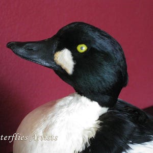 Common Goldeneye Bucephala Clangula Real Bird Mount Taxidermy ...
