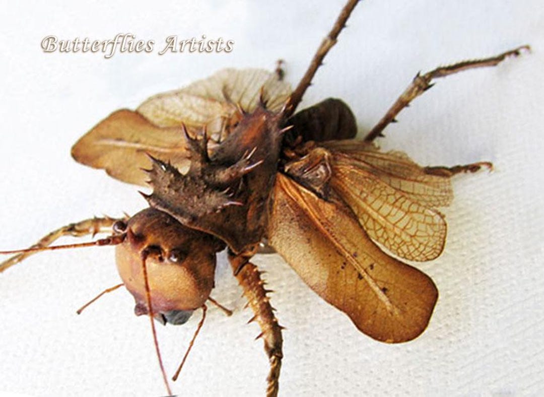Dragon Head Acridoxena Hewiana Real Bush Cricket Framed Entomology ...