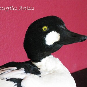 Common Goldeneye Bucephala Clangula Real Bird Mount Taxidermy ...
