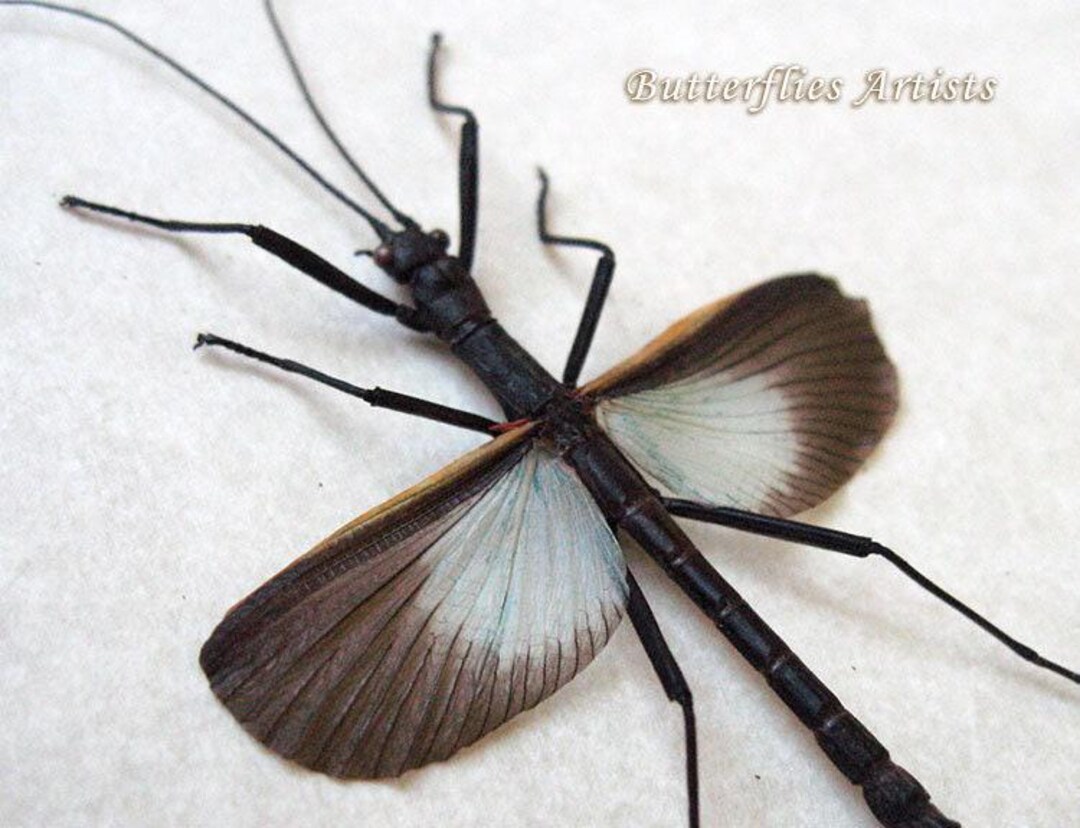 Walking Stick Orthomeria Versicolor Real Phasmida Insect Framed Entomology Shadowbox - Etsy
