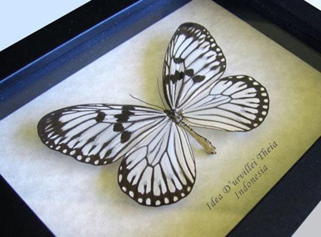 Real Rice Paper Kite Butterfly Idea Durvillei Framed Entomology ...