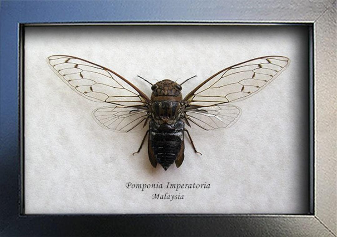 Empress Cicada Pomponia Imperatoria Framed Entomology Collectible ...