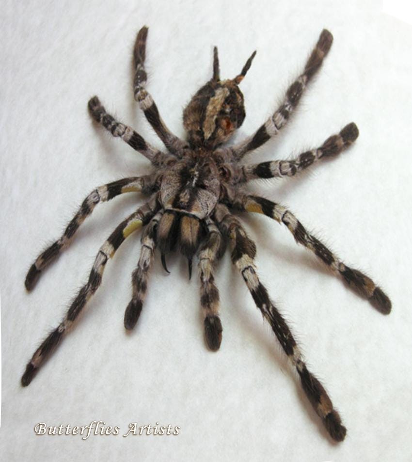 Bird Eating Tarantula Indian Ornamental Spider Poecilotheria Regalis ...