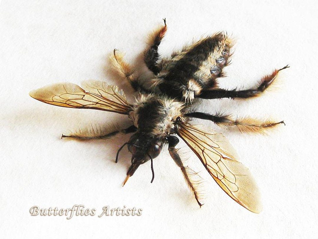 Giant Asian Bumble Bee Bombus Species XL Real Framed Entomology ...