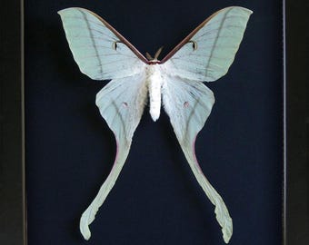 Actias Rhodopneuma Pink Spirit Moth Actias Rhodopneuma Framed ...