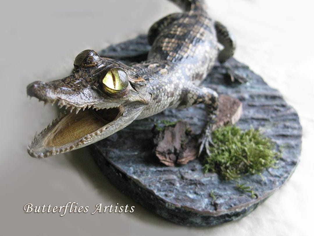Real Baby Crocodile Caiman Crocodilus Spectacled Caiman Stuffed ...