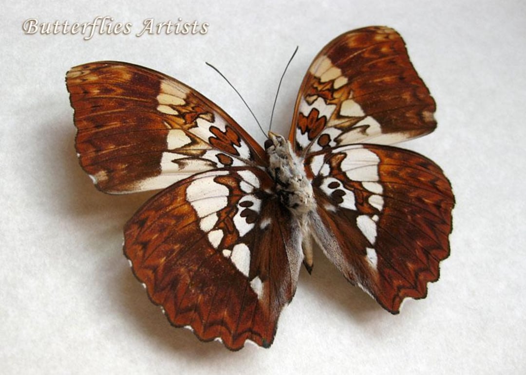 Glider White Spots Cymothoe Beckeri Real Butterfly Framed Entomology ...