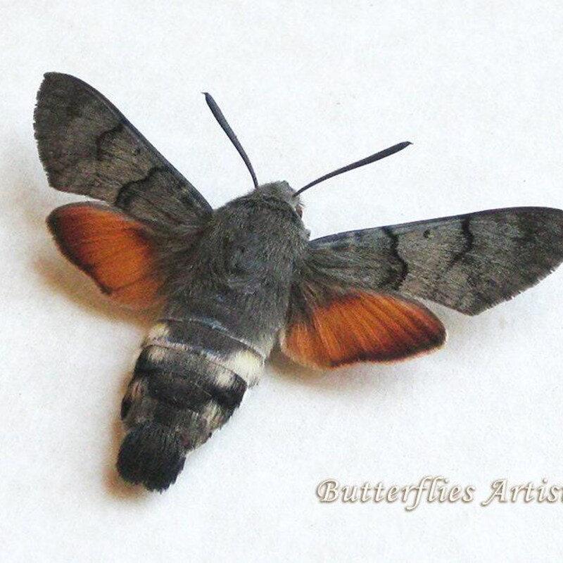 Hummingbird Moth - Etsy