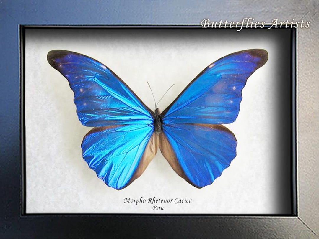 RARE Deep Blue Metallic Morpho Rhetenor Cacica Butterfly Framed ...