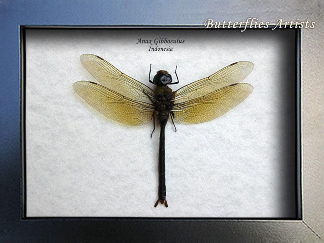 Real Dragonfly Giant Darning Needle Anax Gibbosulus Entomology Collectible Shadowbox - Etsy