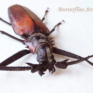 Giant Longhorn Beetle Callipogon Armillatus XXL Rare Framed Entomology ...